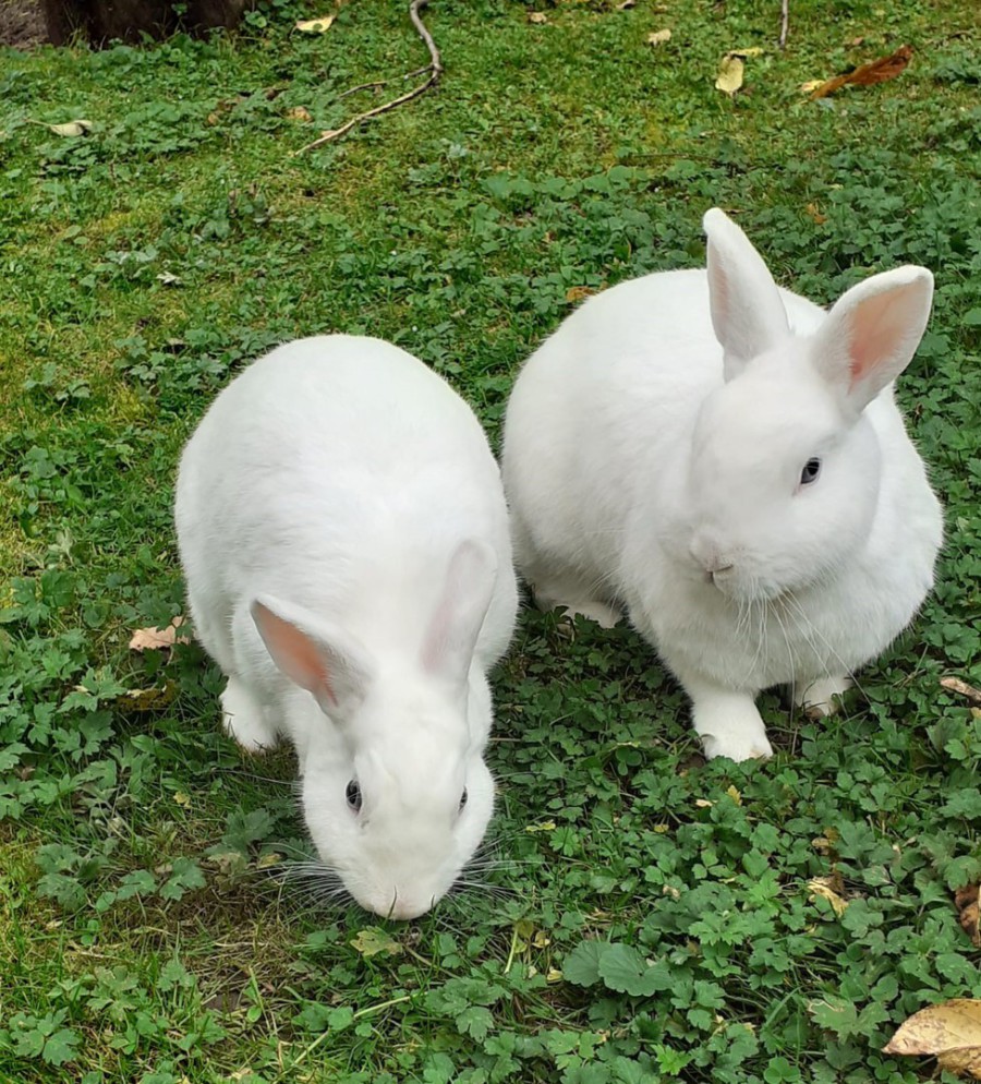 Kaninchen Meerschweinchen Hilfe Wetterau E V P rchen Gruppen Kaninchen Meerschweinchen Hilfe Wetterau E V P rchen Gruppen